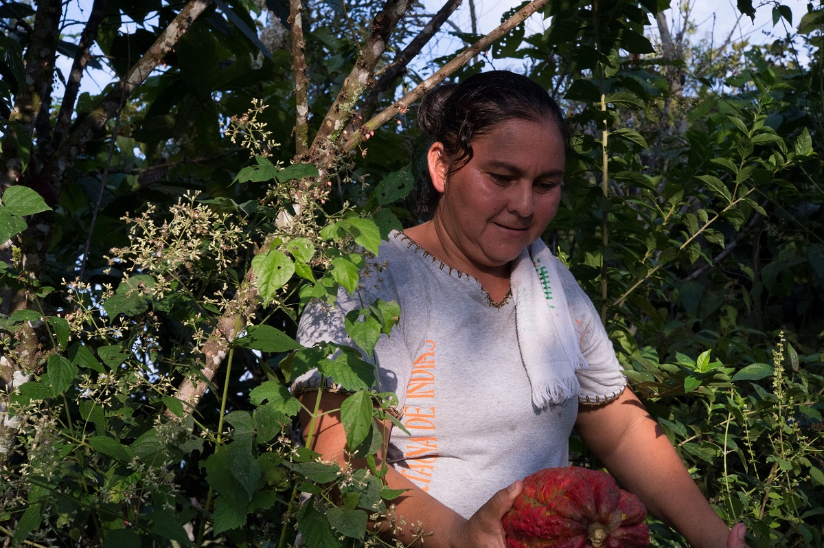 Historia - Conoce las Quinchas